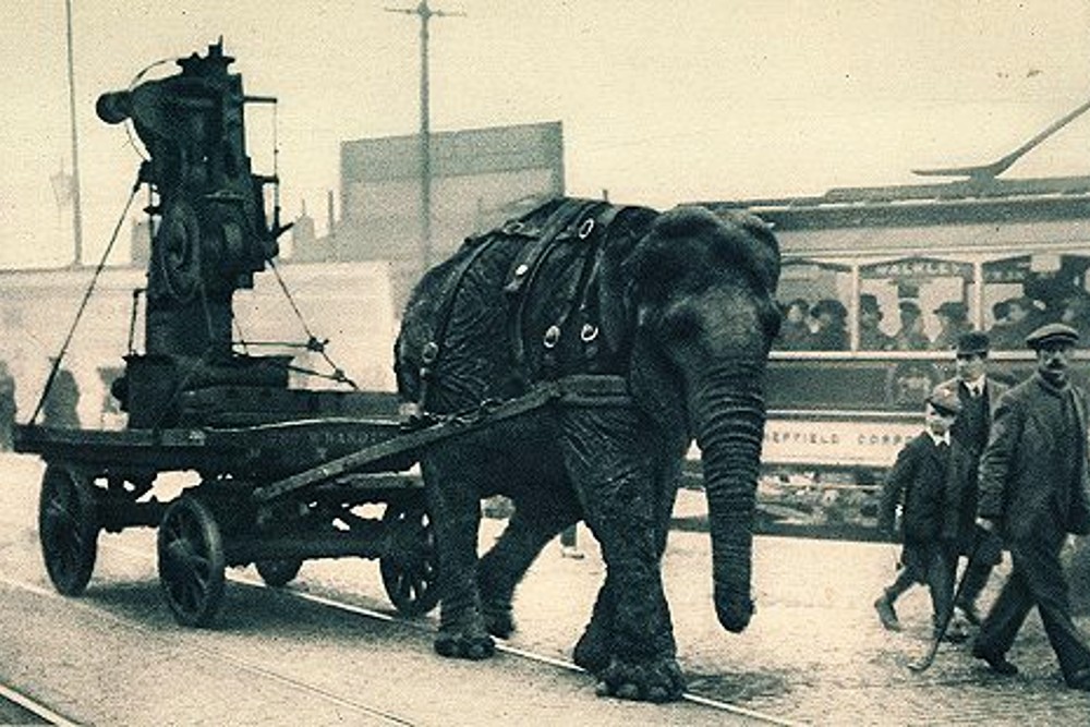 War Elephant